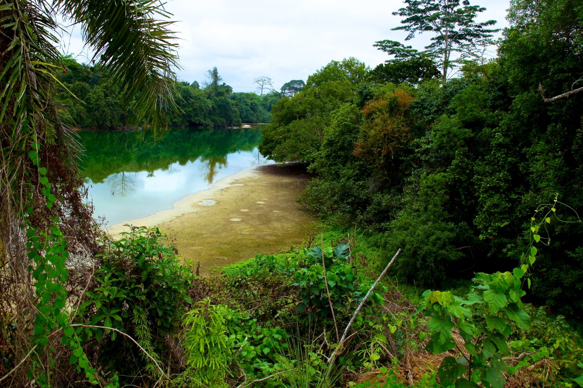 PhotoEssay » Greening of Gabon - allAfrica.com