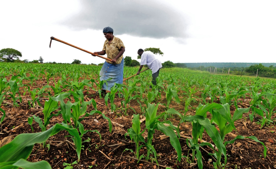 Africa: Plant Breeding Academy Opens in Nairobi That Will Boost Africa ...