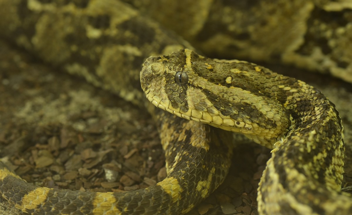Africa: New Puff Adder Behaviour Uncovered - It Uses Two Ways to Entice ...