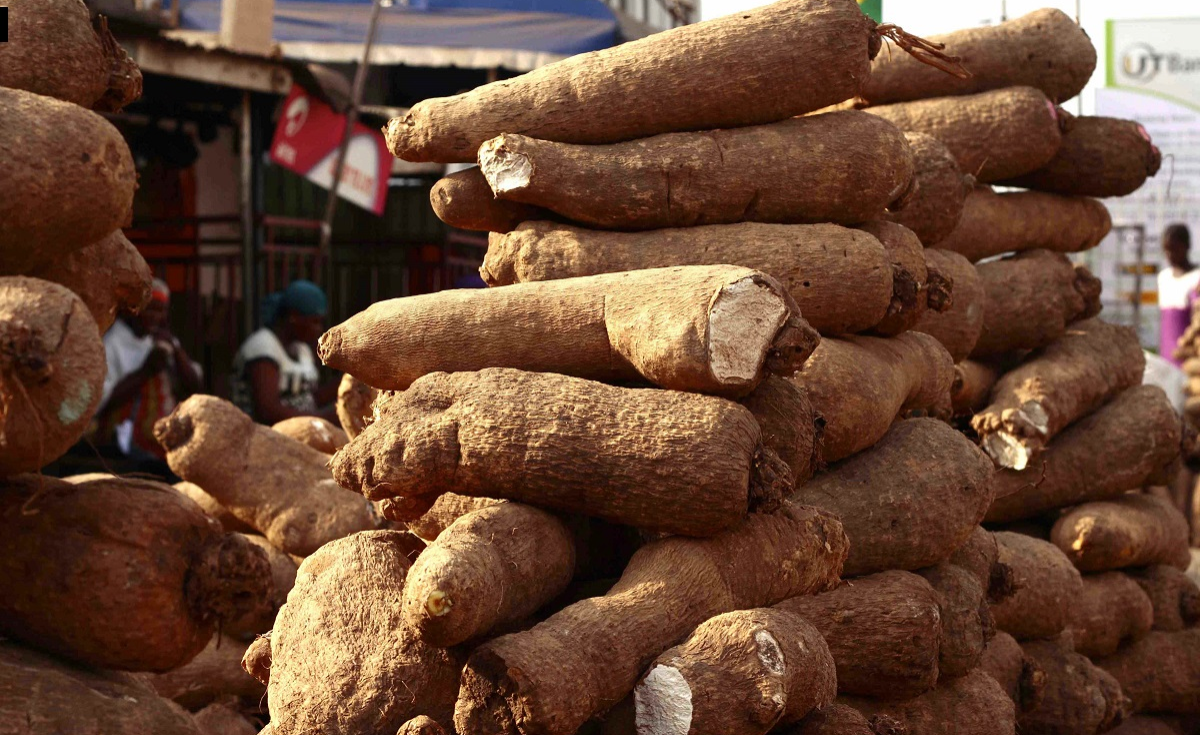 Nigeria: Agricultural Revolution - Nigerian to Flag Off Yam Export to ...